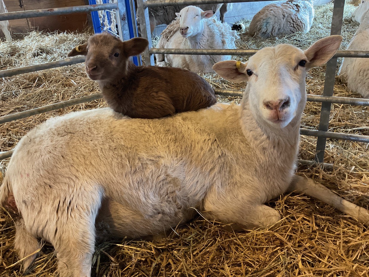 lambs – Almonte Farmers Market
